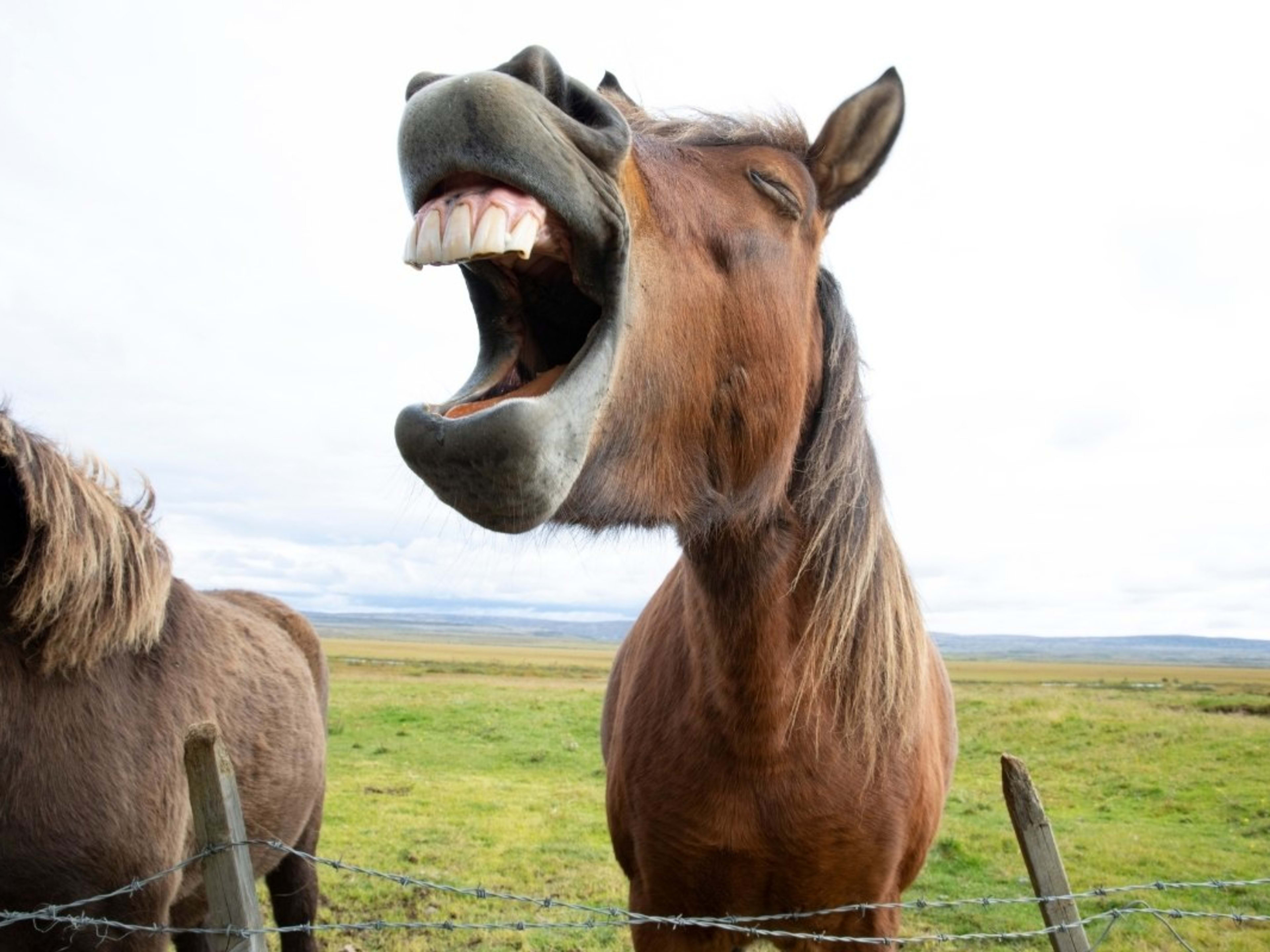 Languages - Owlcation