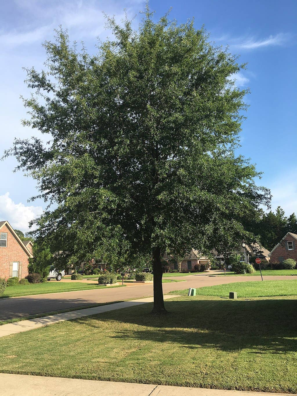 [PHOTOS] Most Common Types of Oak Trees - Owlcation