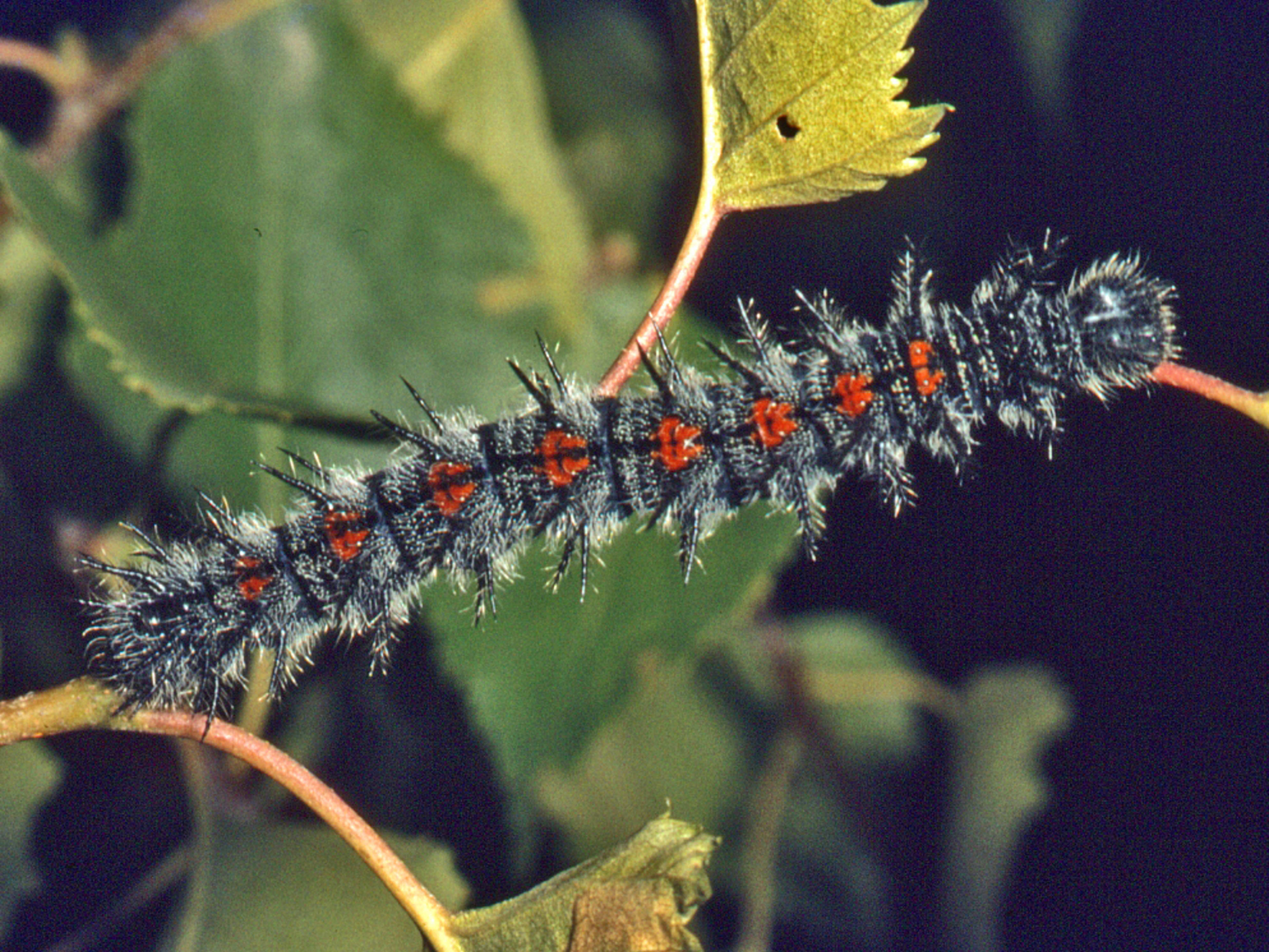 [PHOTOS] Most Common Types of Brown Caterpillars - Owlcation