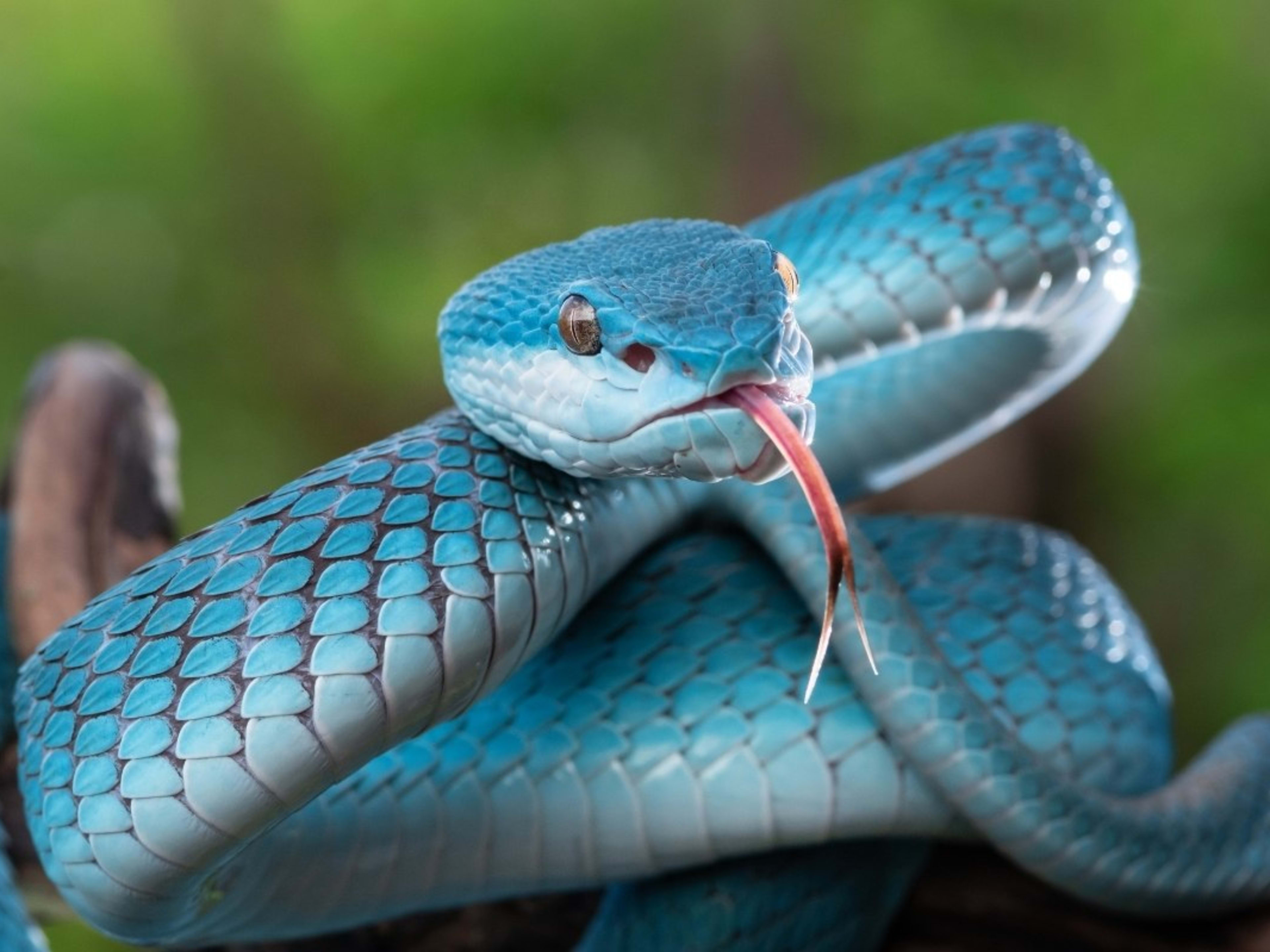 Articles by The Owlcation Editors - Owlcation