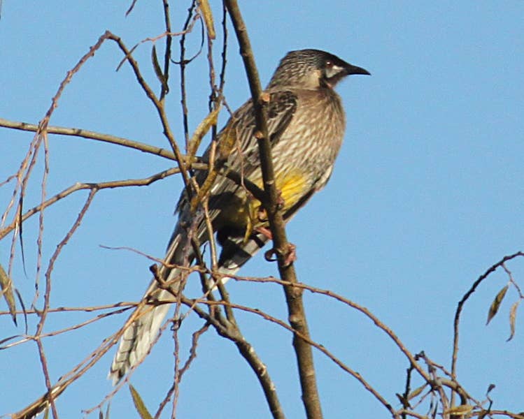 Australian Native Birds