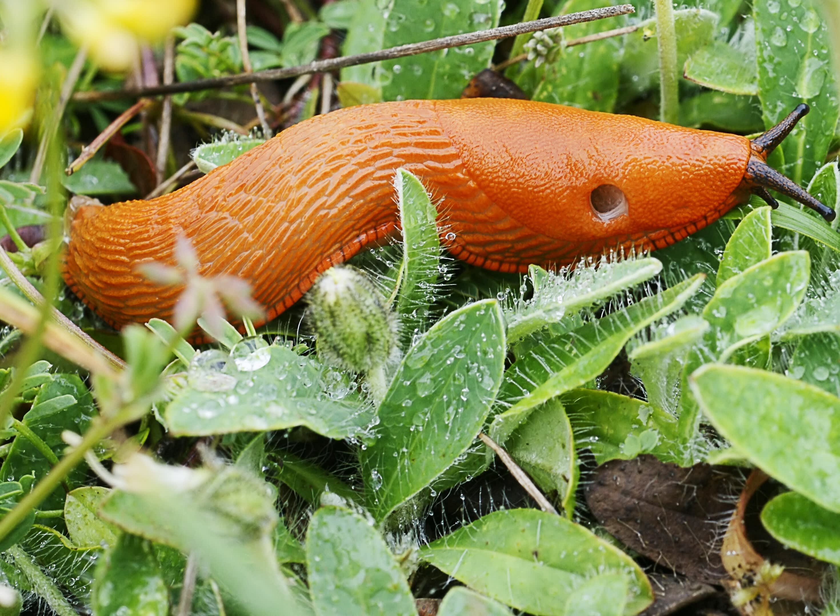 Slugs: Body and Life Facts, Mucus Slime, and Pest Control - Owlcation