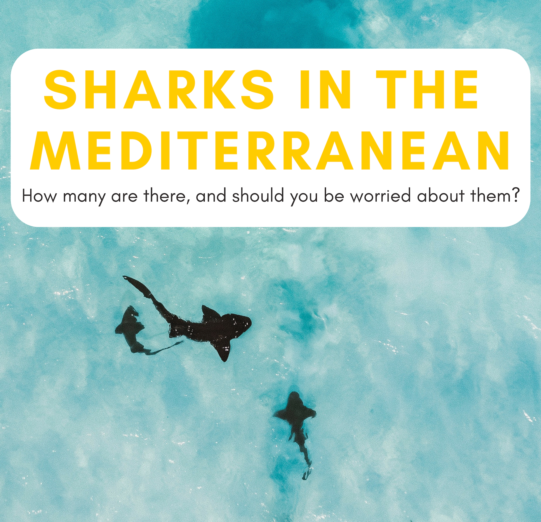 Sharks of the Mediterranean Sea - Owlcation