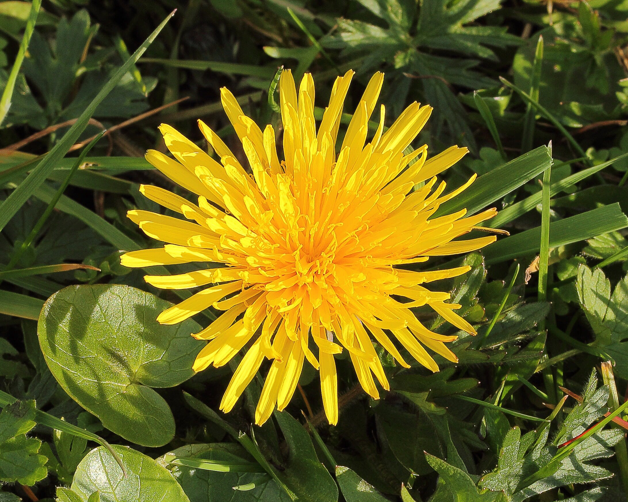 Common and Russian Dandelions: Nutrition, Latex, and Rubber - Owlcation
