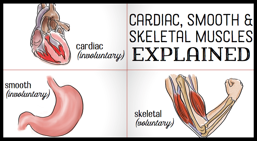 cardiac smooth and skeletal muscle