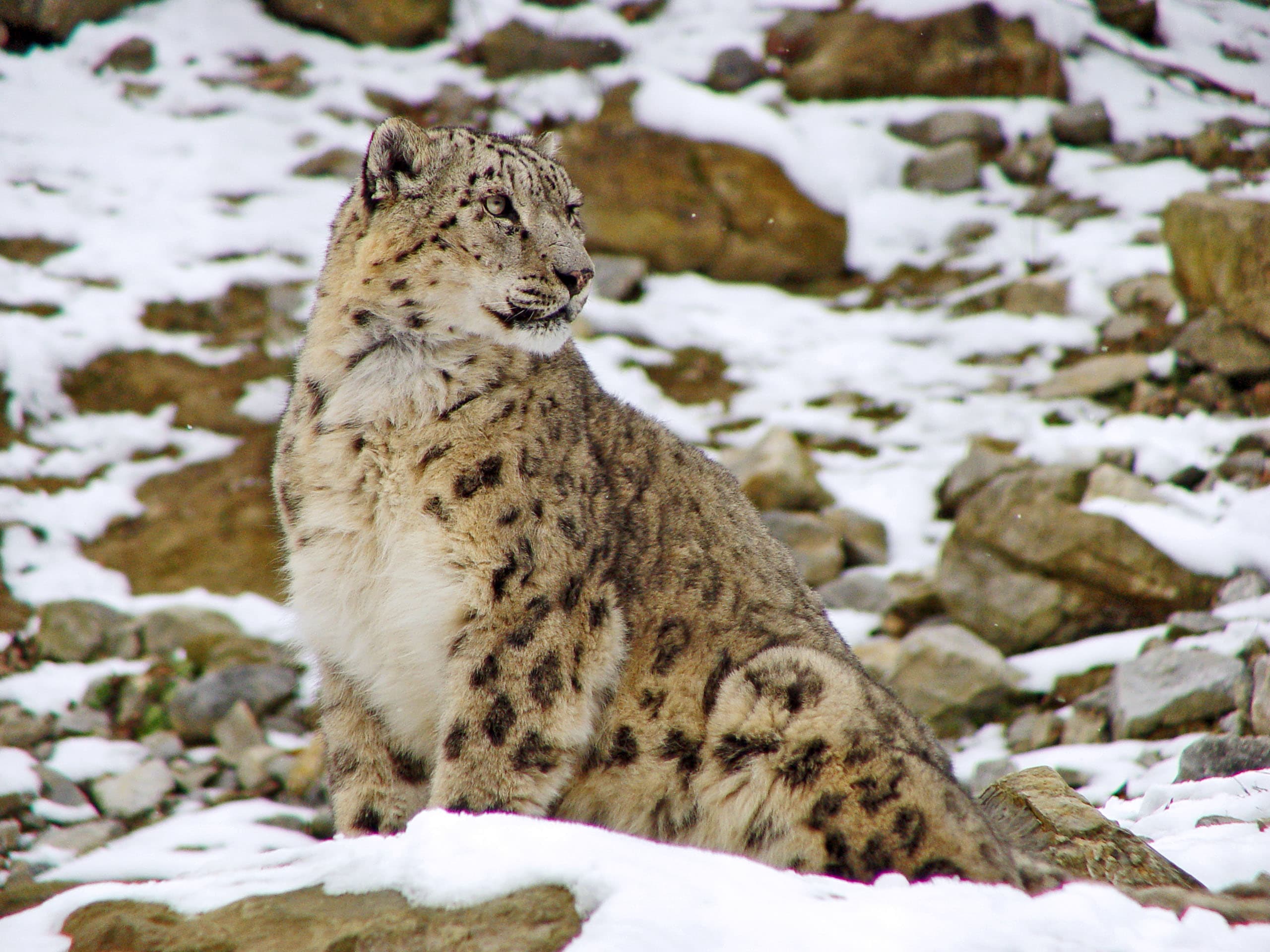 50+ Facts About Snow Leopards - Owlcation