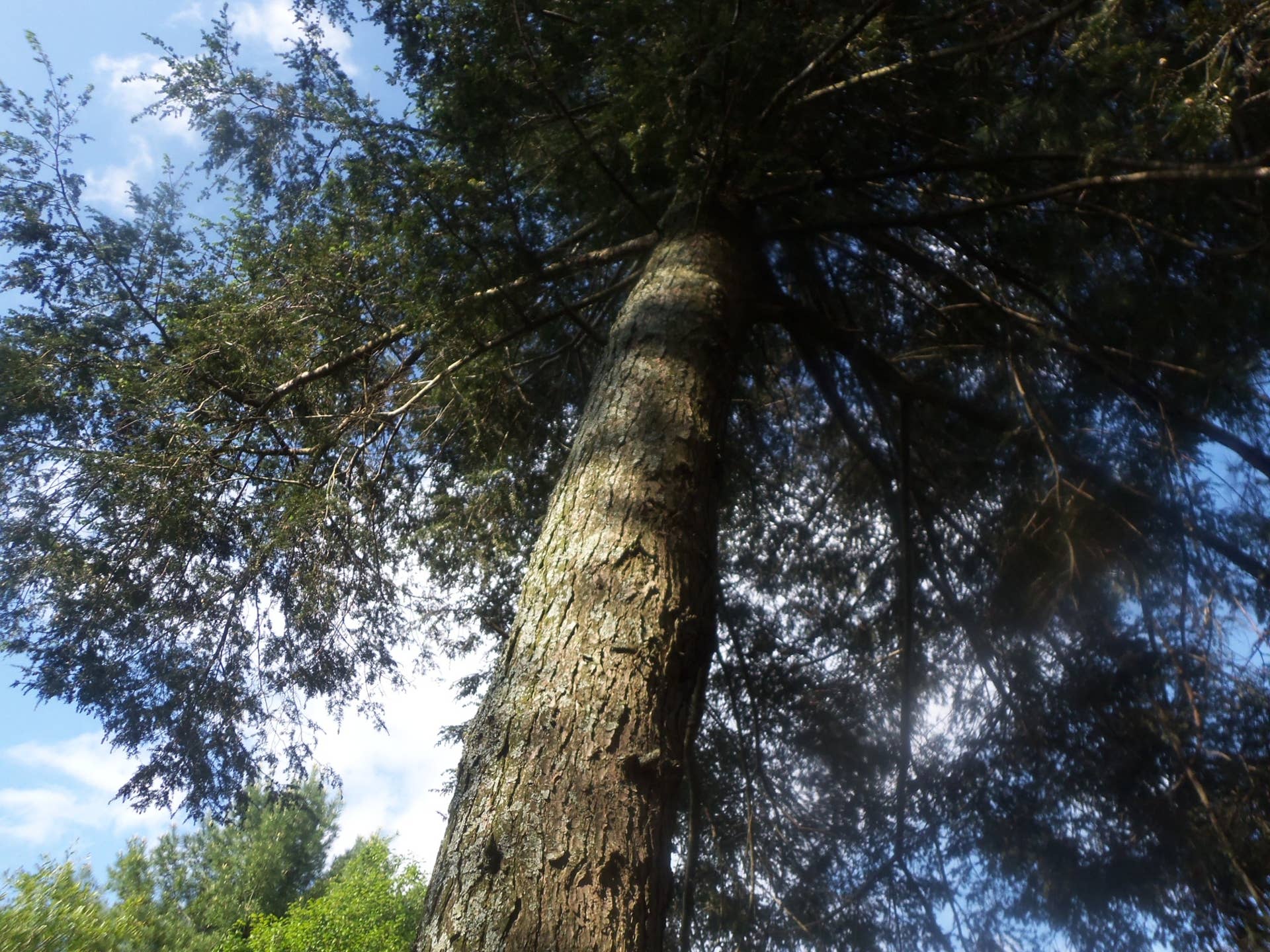 Can Endangered Eastern and Carolina Hemlocks Be Saved? - Owlcation