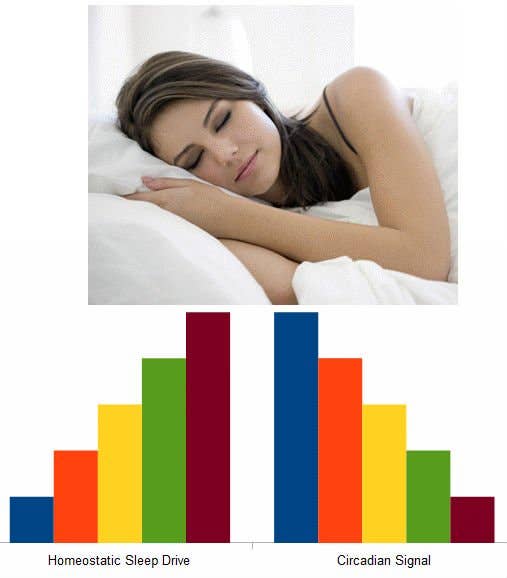 The Science Behind Why We Sleep—Adenosine and Melatonin - Owlcation