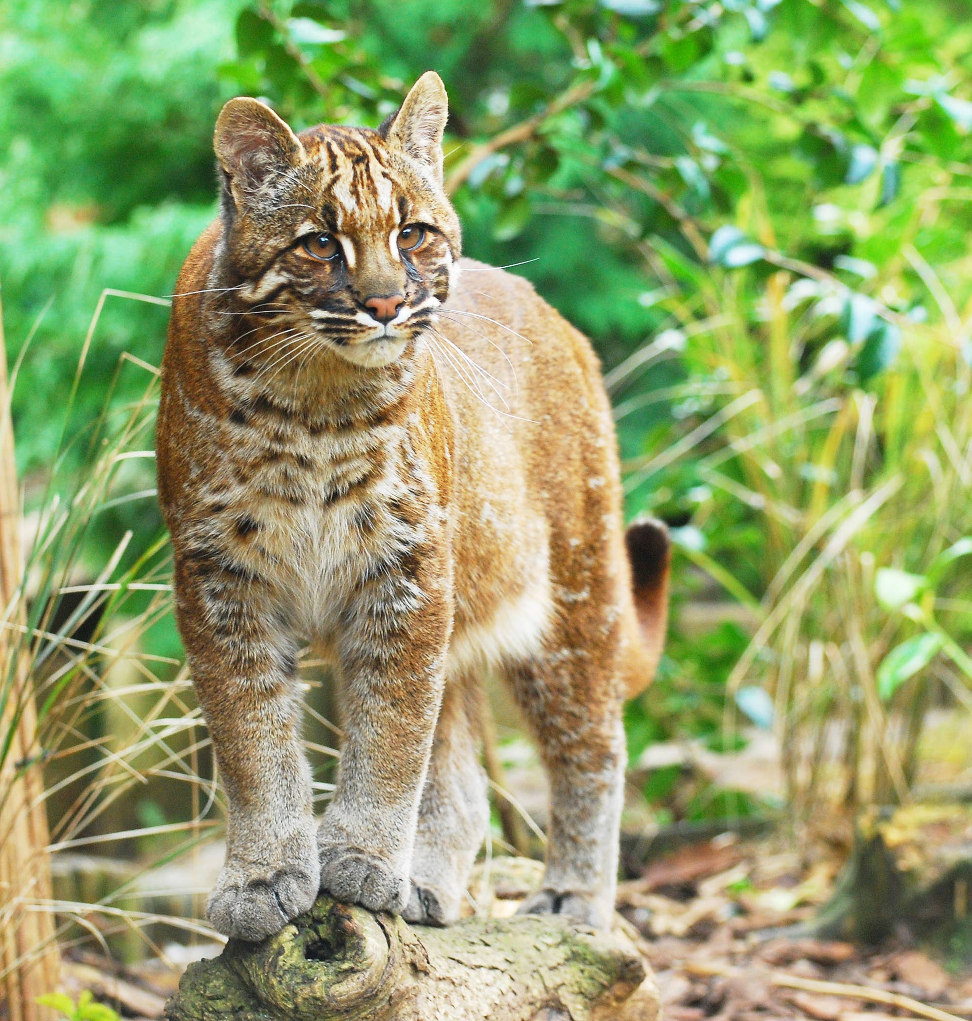 Asian and African Golden Cat Facts: Interesting Species - Owlcation