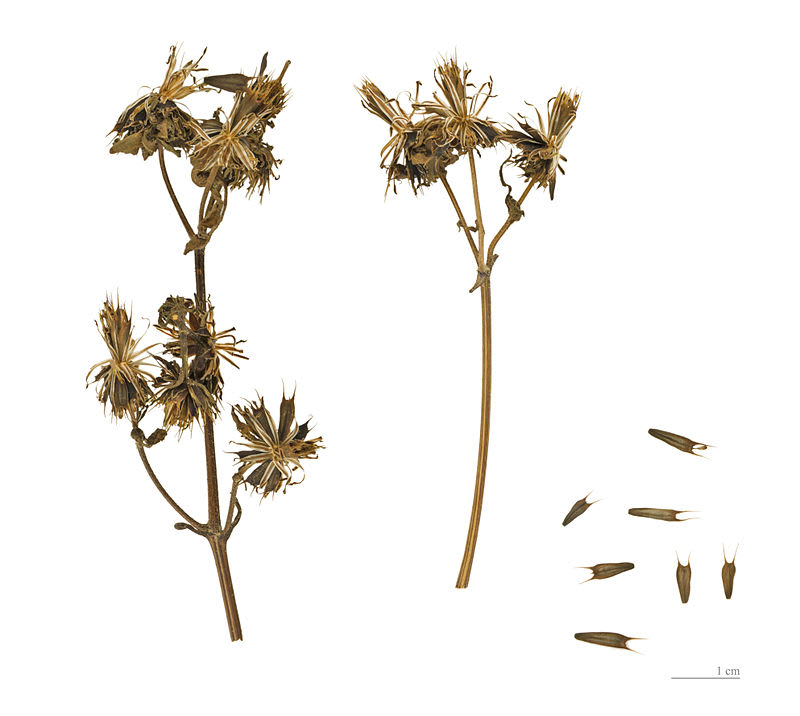 Seed Dispersal: How Do Plants Spread Their Seeds? - Owlcation
