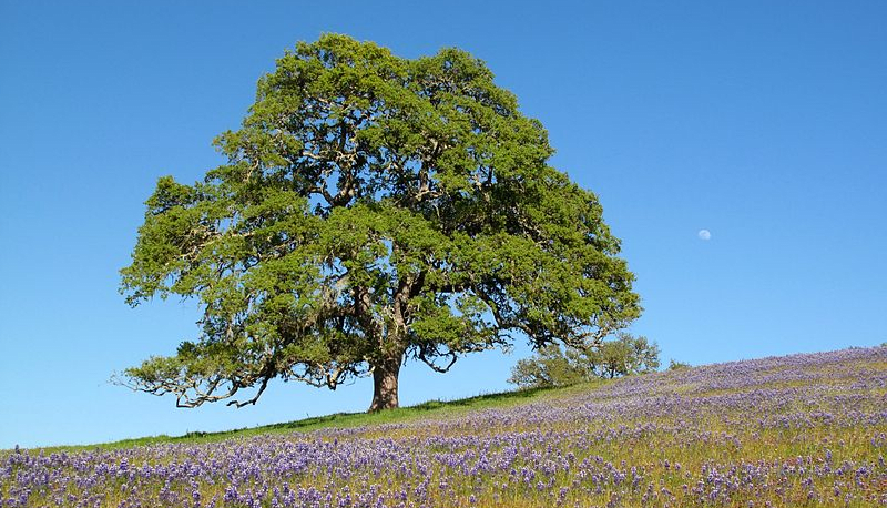 18 Catchy Aphorisms: Wisdom Expressed in Short Phrases - Owlcation