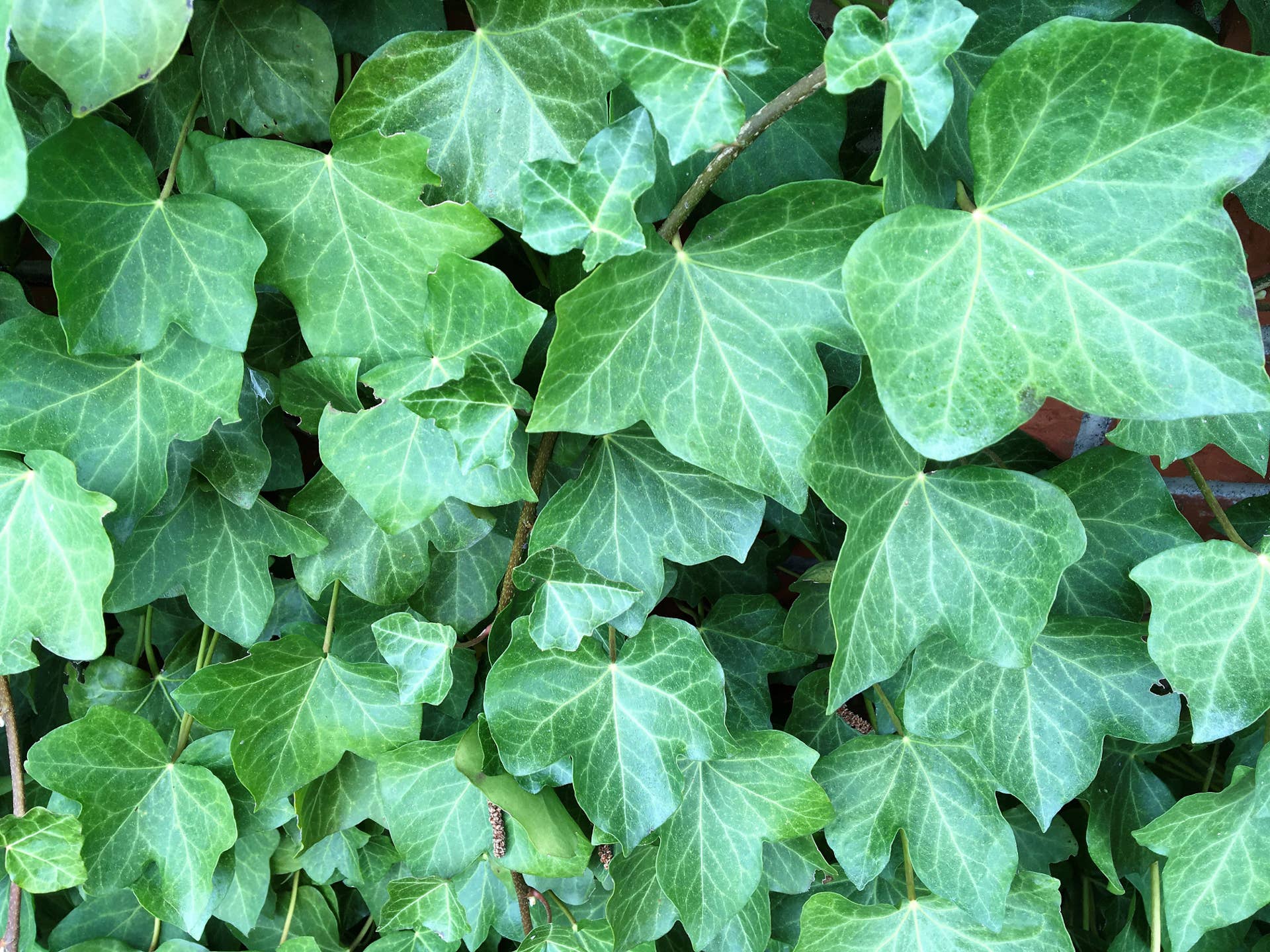 English Ivy Symbolism, Traditions, and Mythology - Owlcation