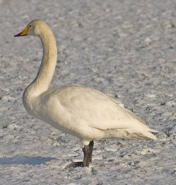 A Complete Guide to British Swans and Geese - Owlcation