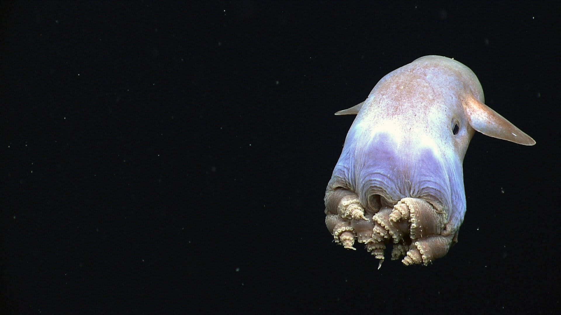 Octopus Facts, the Adorable Dumbo, and Two-Spot Species - Owlcation