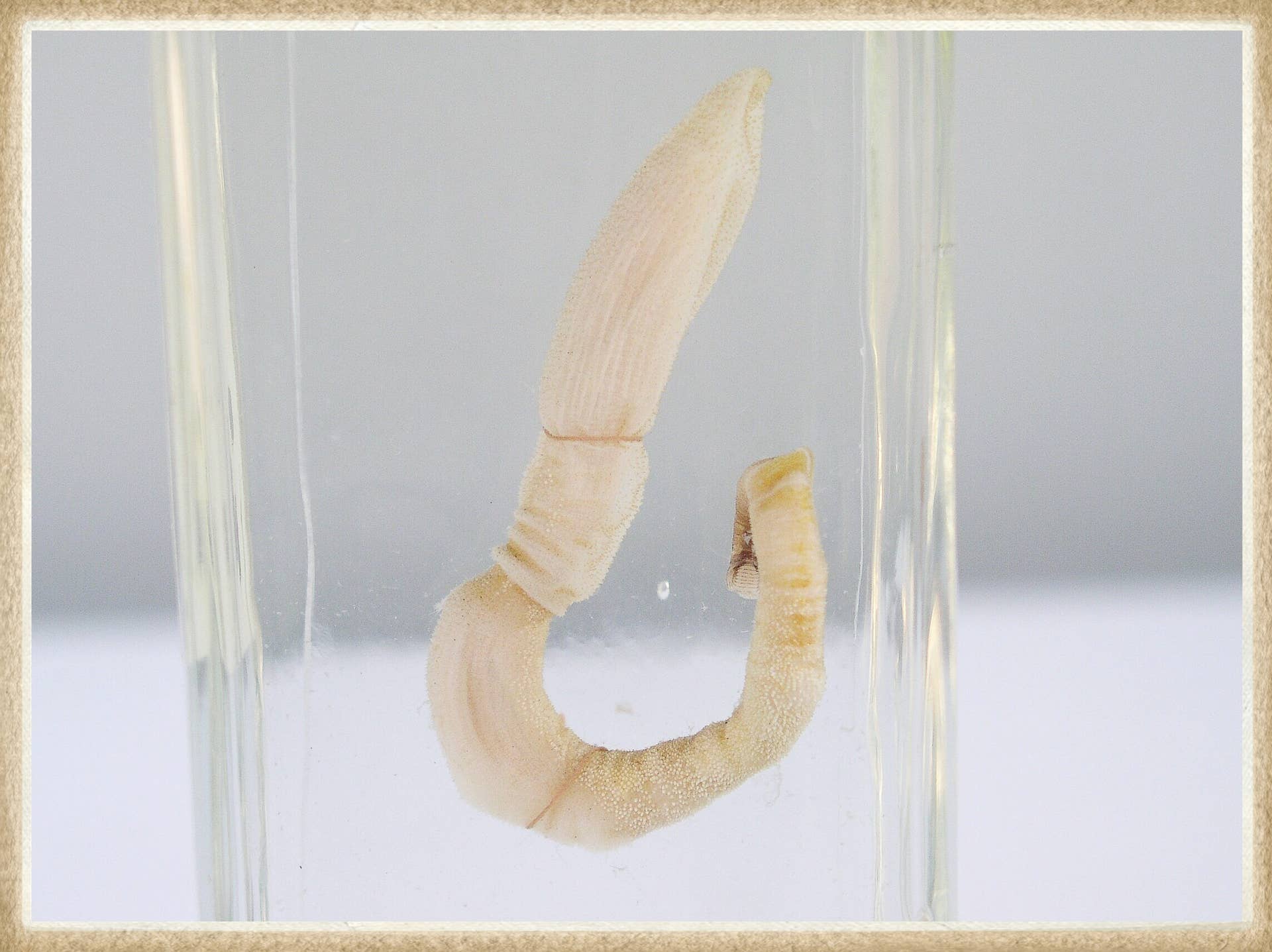 Acorn Worm Facts and the Regeneration of Human Body Parts - Owlcation