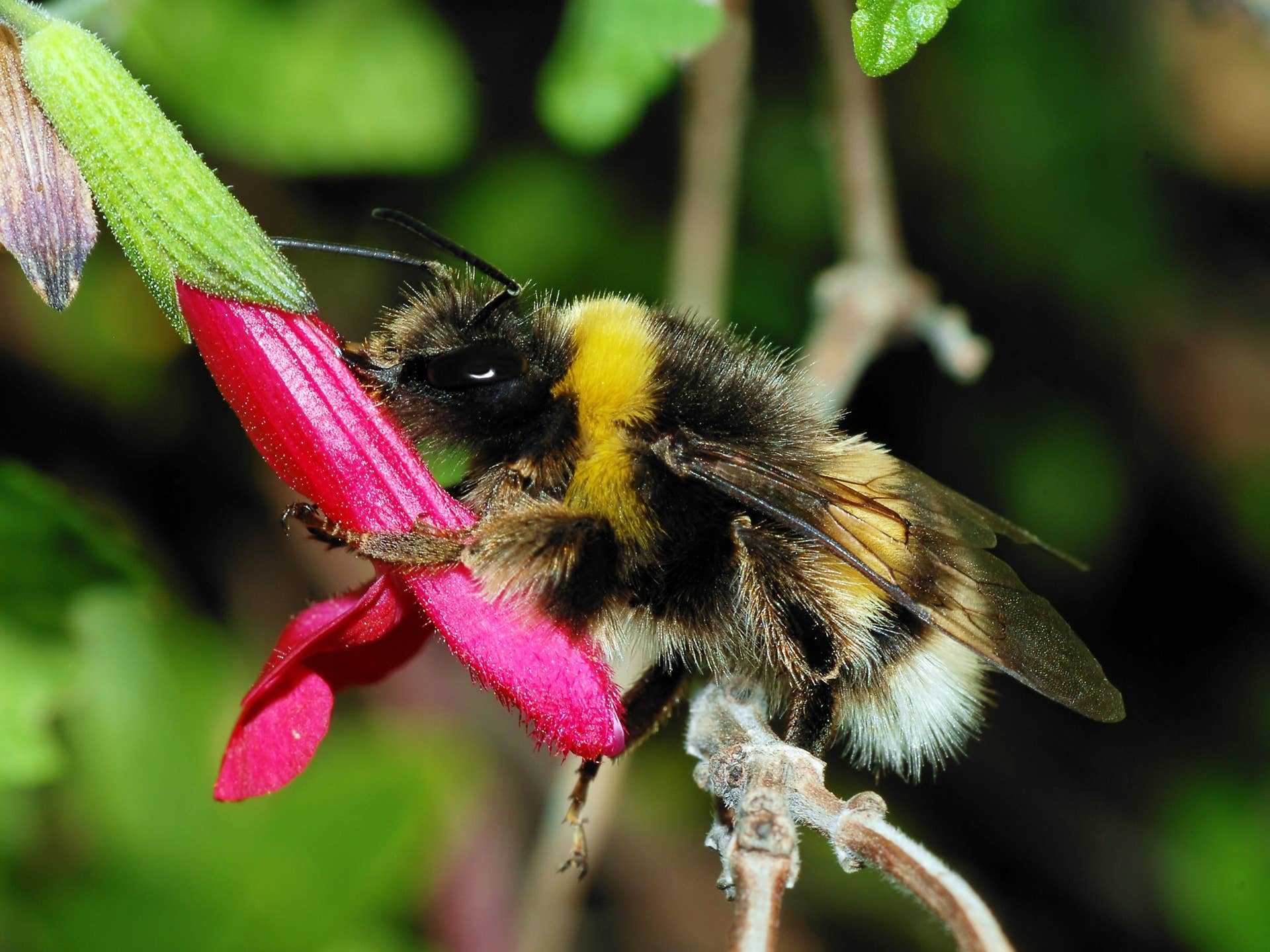 Bumble Bee Behavior: Surprising Capabilities of Small Brains - Owlcation