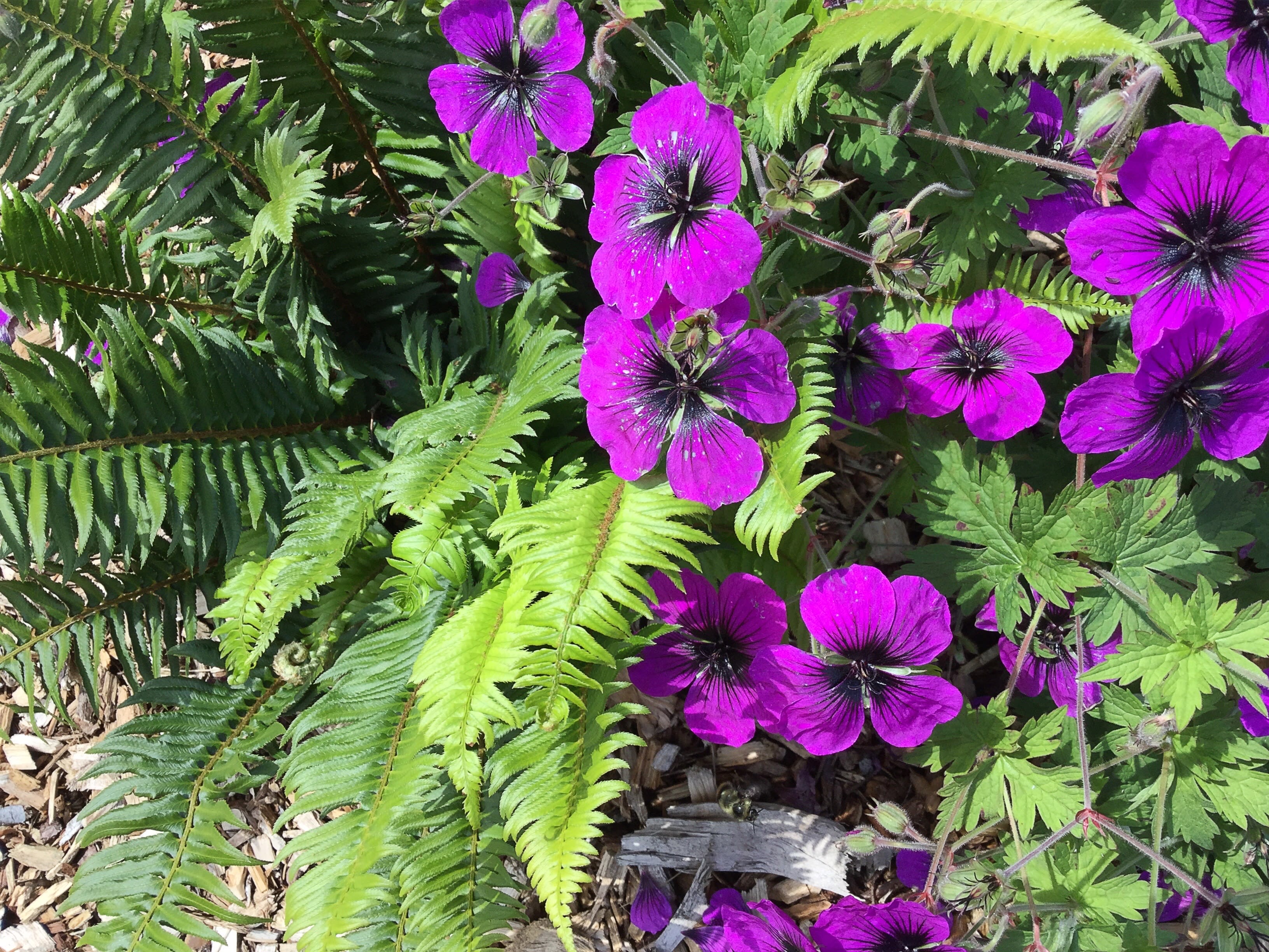 Facts About Ferns and the Western Sword Fern - Owlcation