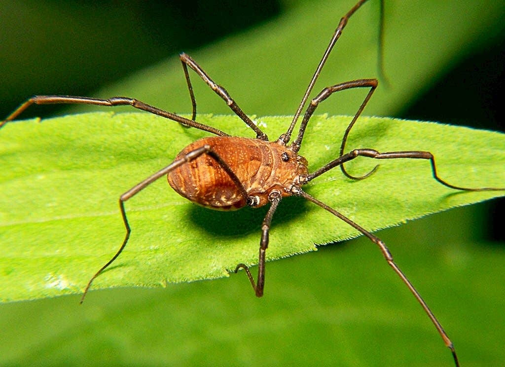 42 Interesting Facts About Harvestmen or Daddy Longlegs - Owlcation