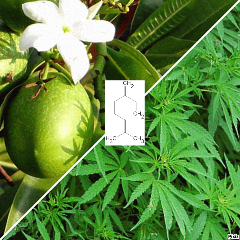 The Mango-Myrcene-THC Connection: Is It for Real? - Owlcation