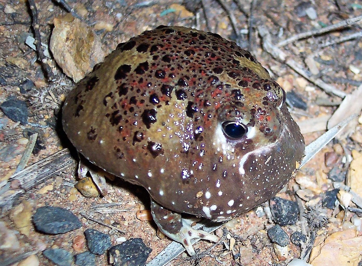 The Strange Crucifix Frog or Holy Cross Toad: Amphibian Facts - Owlcation