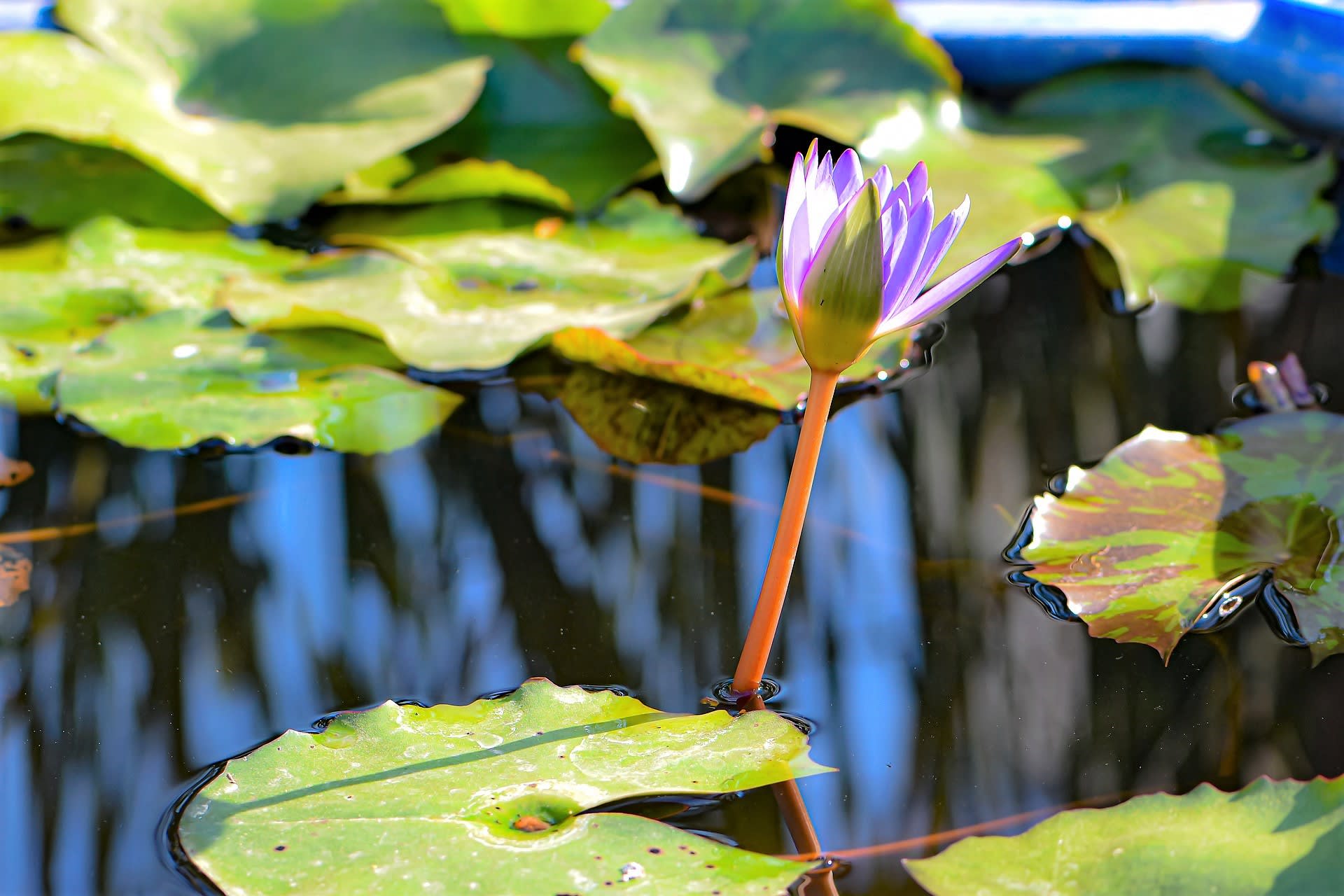 Haiku and Three-Line Nature Poems: Facts and Examples - Owlcation