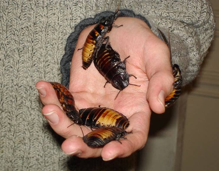 Cockroaches: Annoying Pests, Unusual Pets, and Living Robots - Owlcation