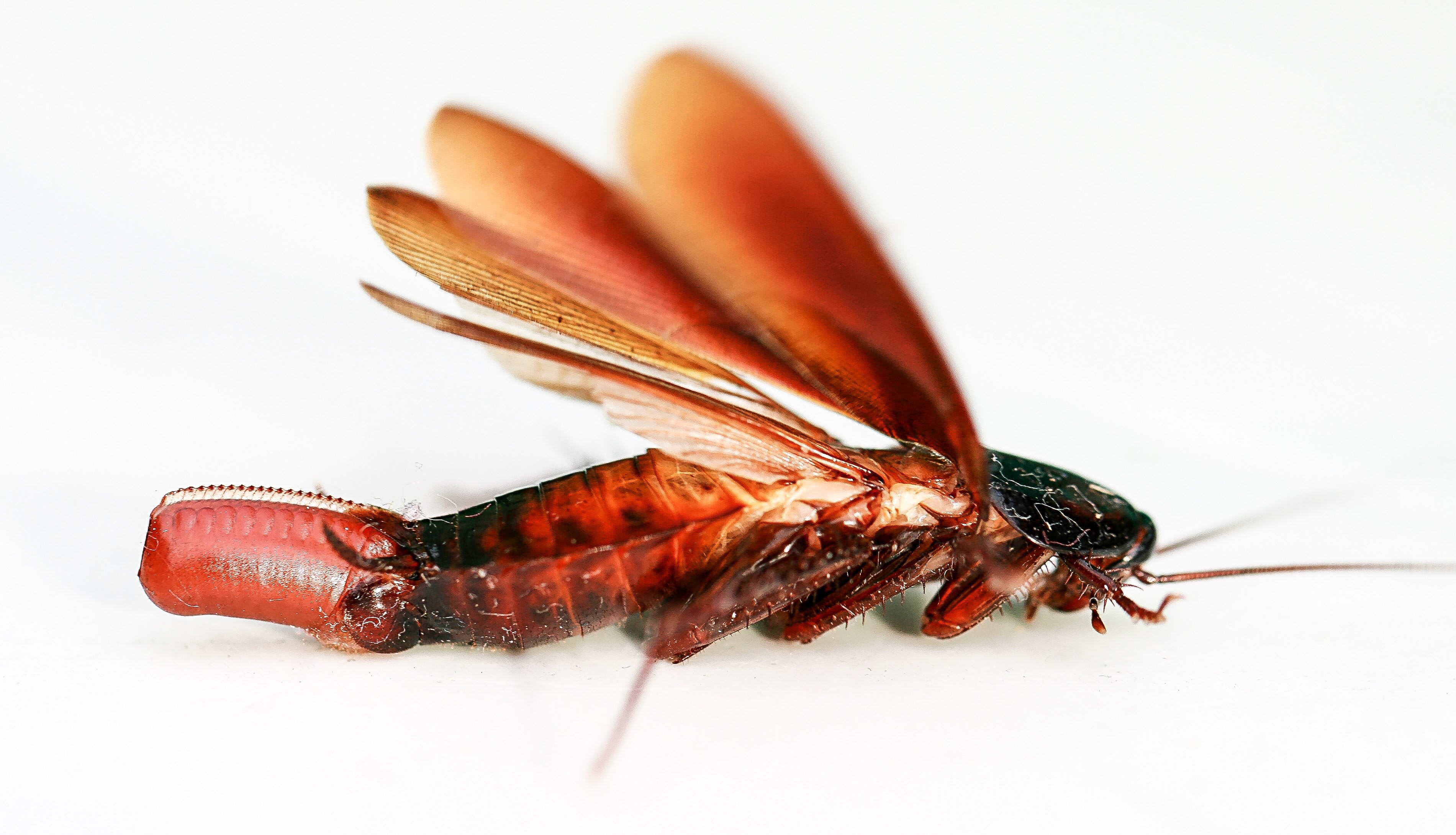 Cockroaches: Annoying Pests, Unusual Pets, and Living Robots - Owlcation