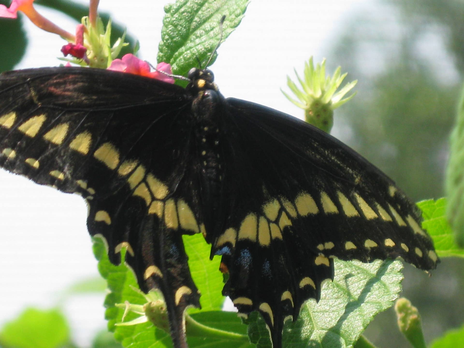 Butterflies: Symbols of Life and Hope - Owlcation