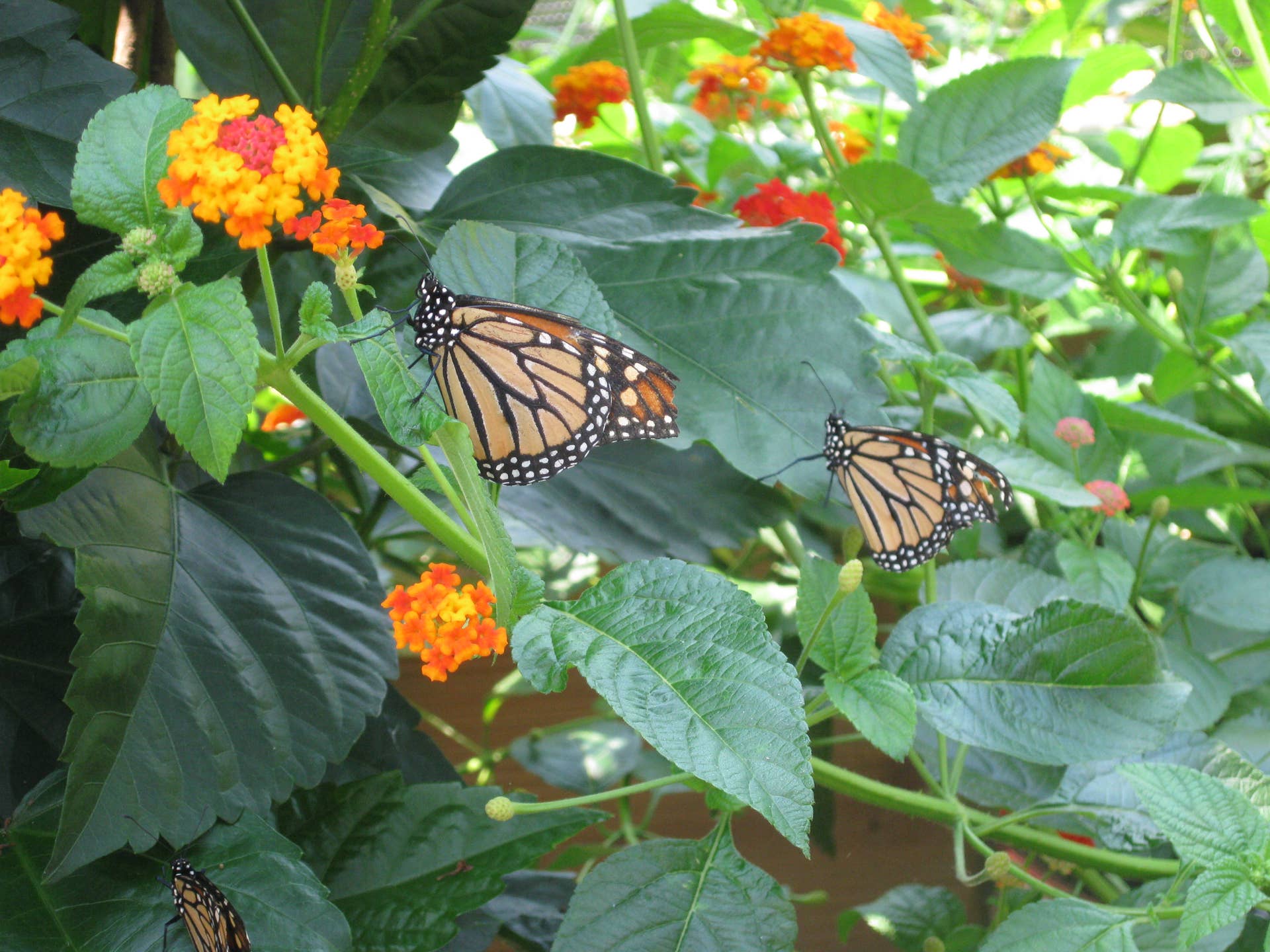 Butterflies: Symbols of Life and Hope - Owlcation