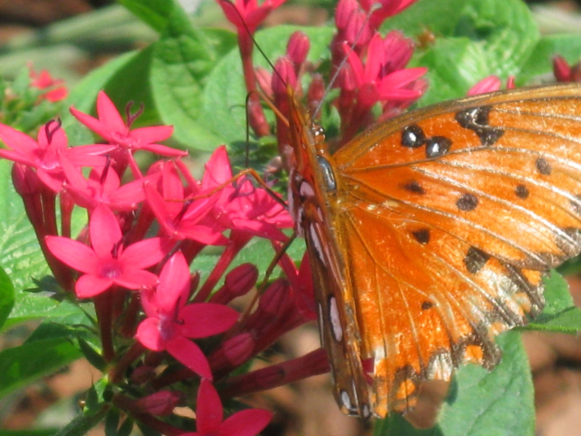 Butterflies: Symbols of Life and Hope - Owlcation