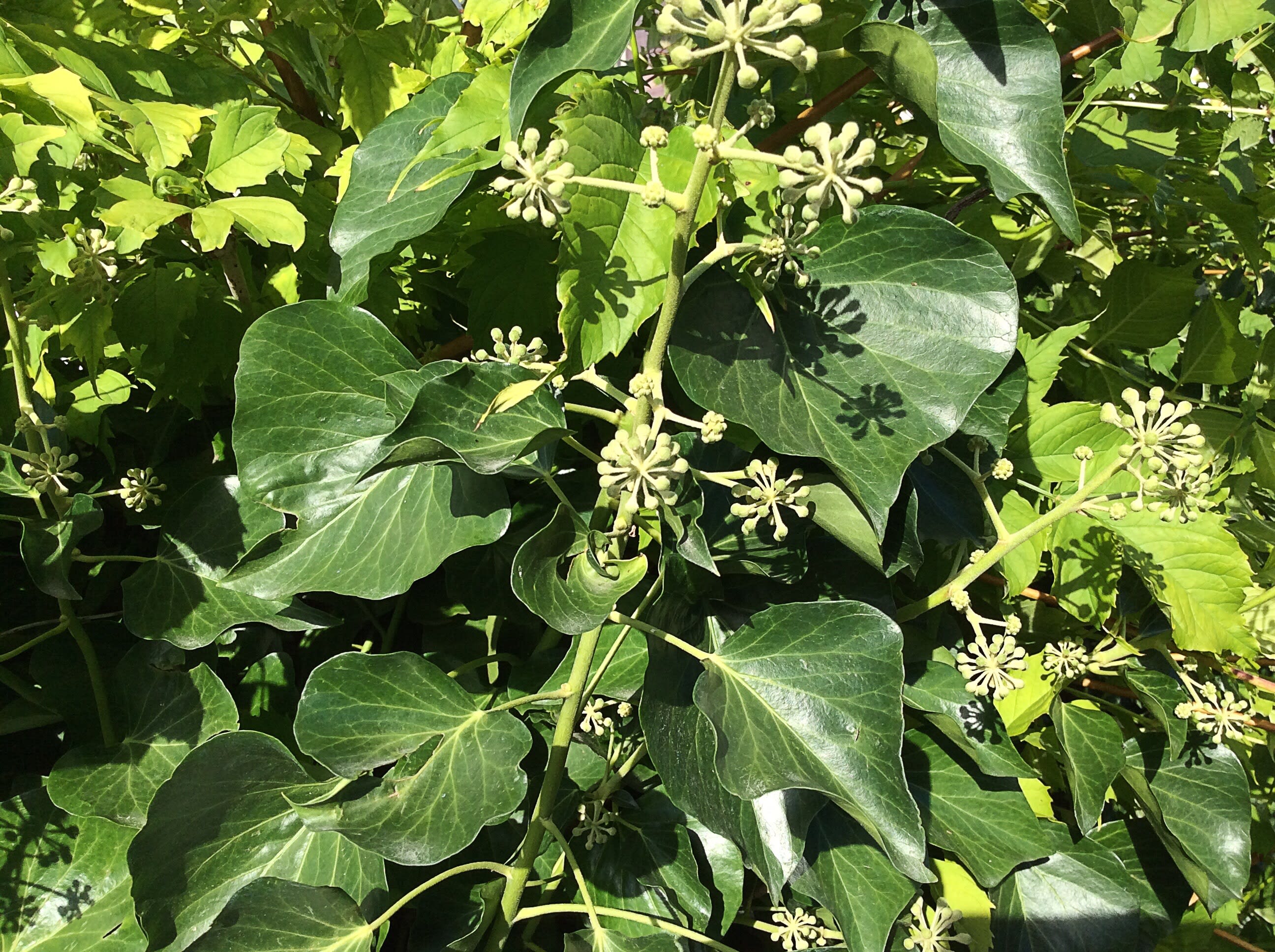 Sunscreen Nanoparticles: Safety Concerns and Discoveries - Owlcation