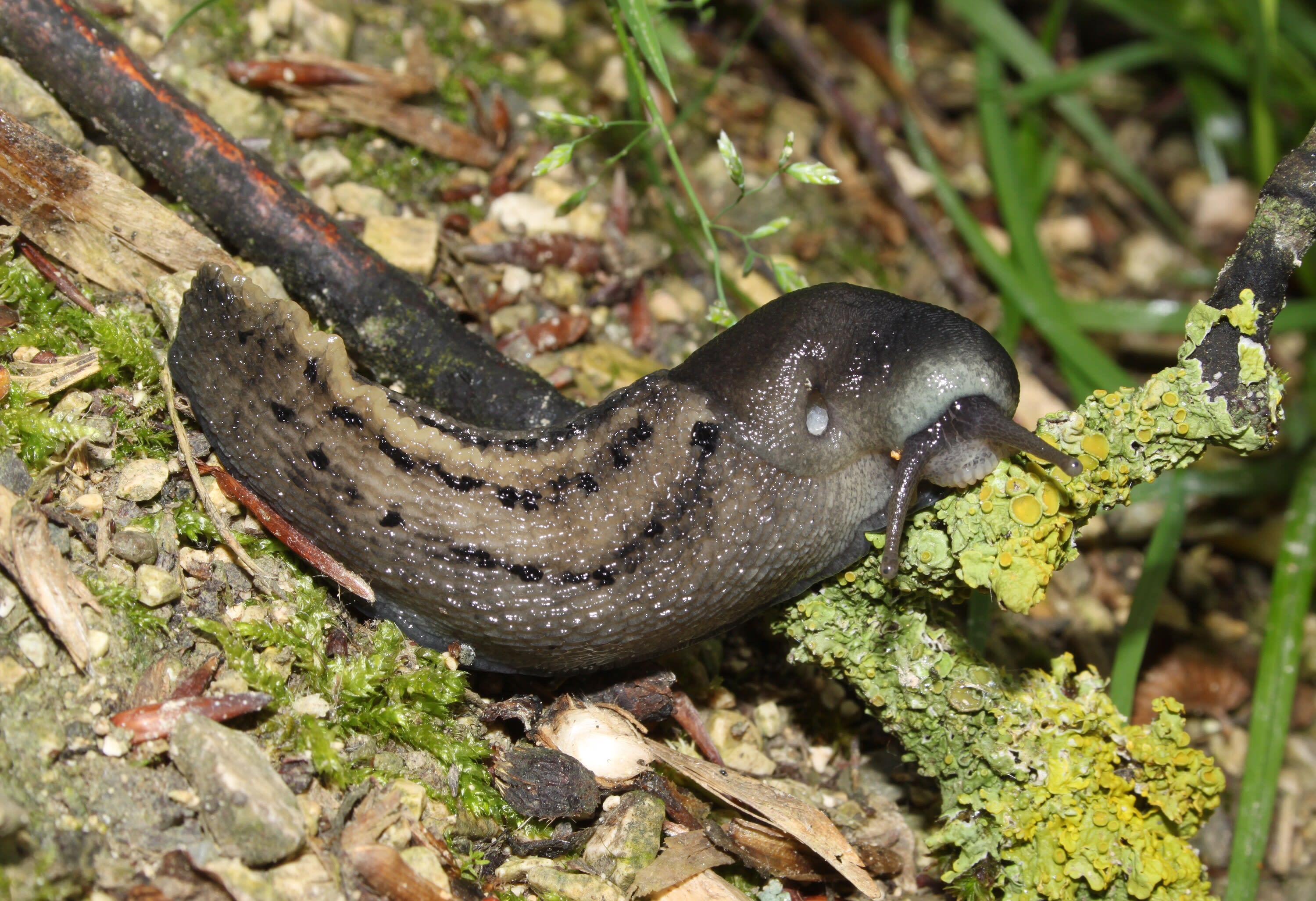 Slugs: Body and Life Facts, Mucus Slime, and Pest Control - Owlcation