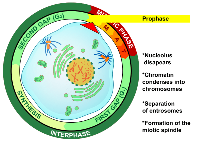 interphase diagram under microscope