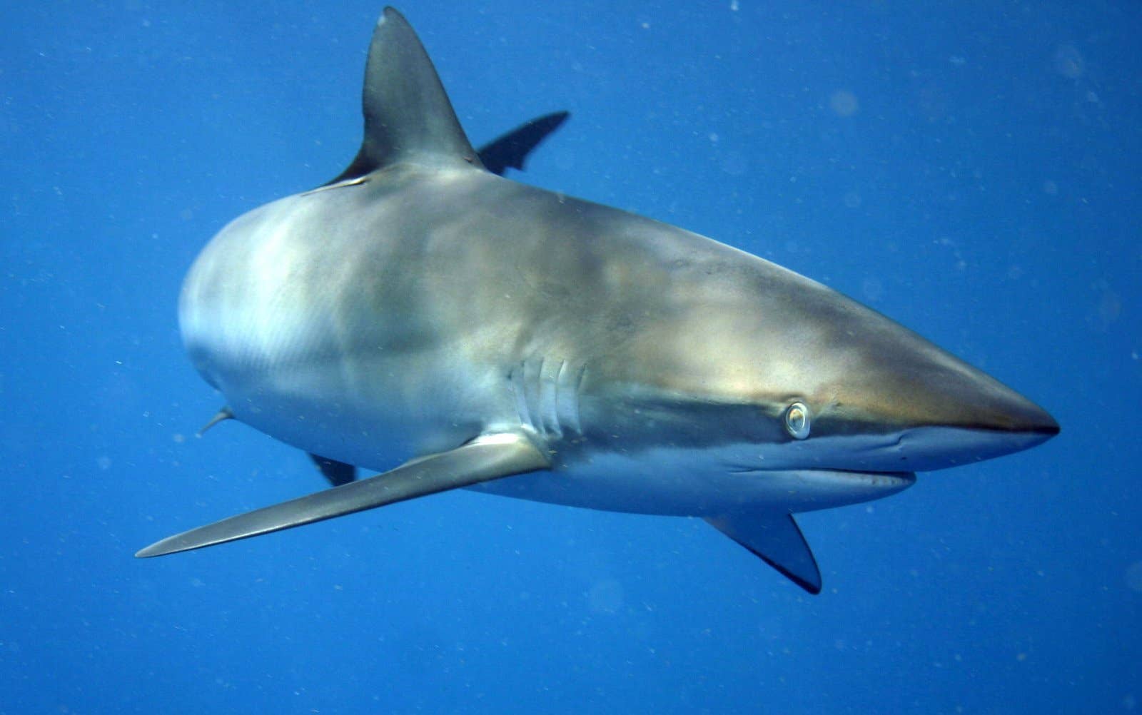 Sharks of the Mediterranean Sea - Owlcation