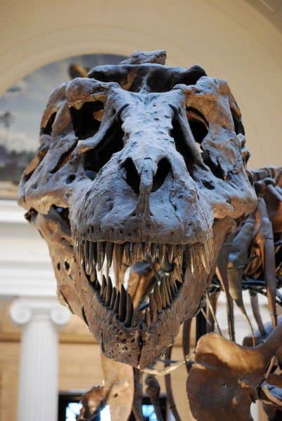 Top 5 Deadliest Predators of All Time - Owlcation