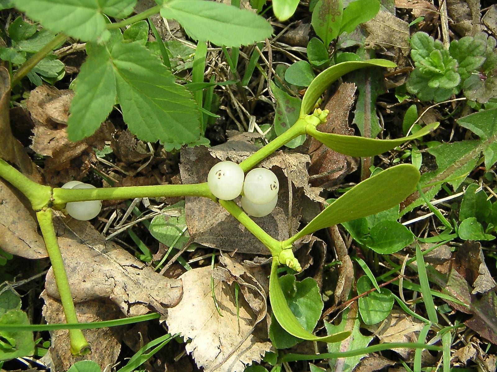 Parasitic Plants: Corpse Flower, Mistletoe, and Dodder - Owlcation