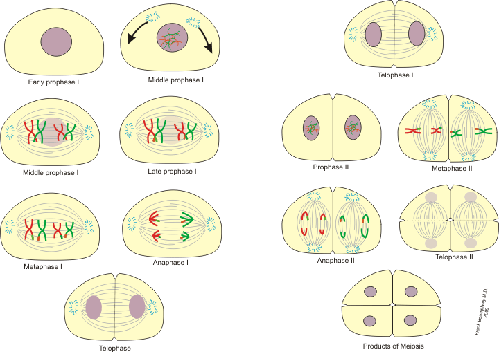 mitosis process animation