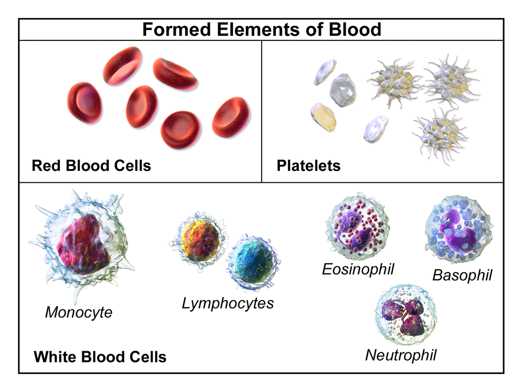 How Blood Clots: Platelets and the Coagulation Cascade - Owlcation