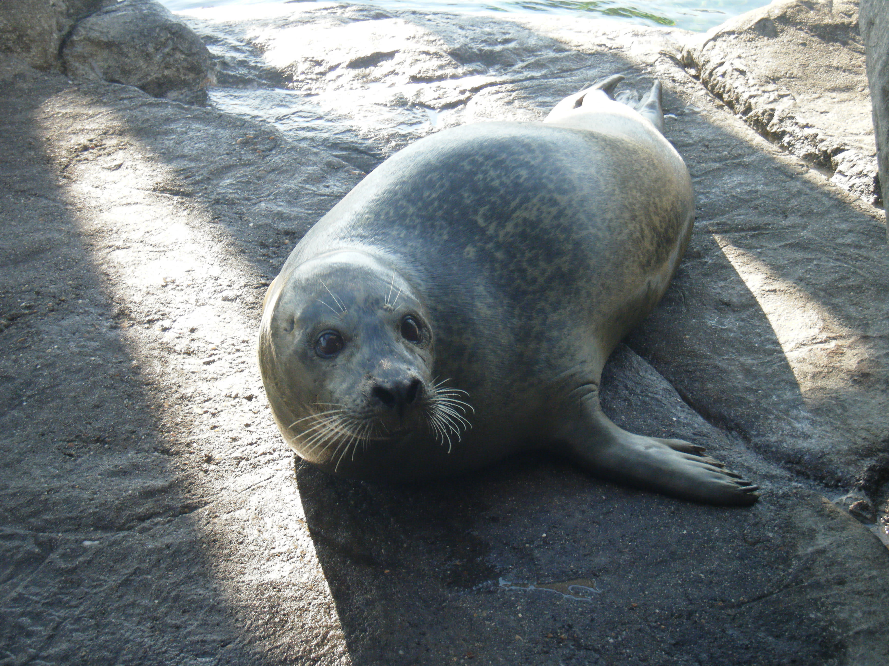 Seals vs. Sea Lions - Owlcation