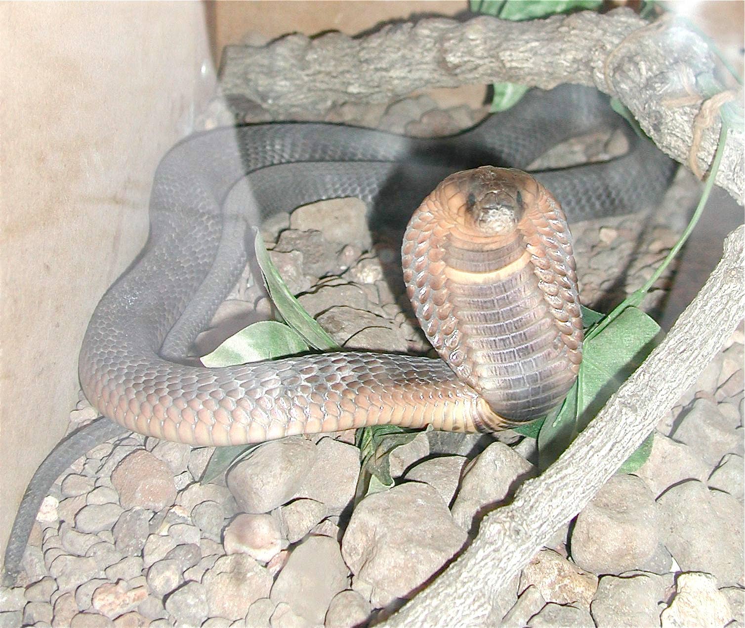 Snake Features, Facts, and Records: Fascinating Reptiles - Owlcation
