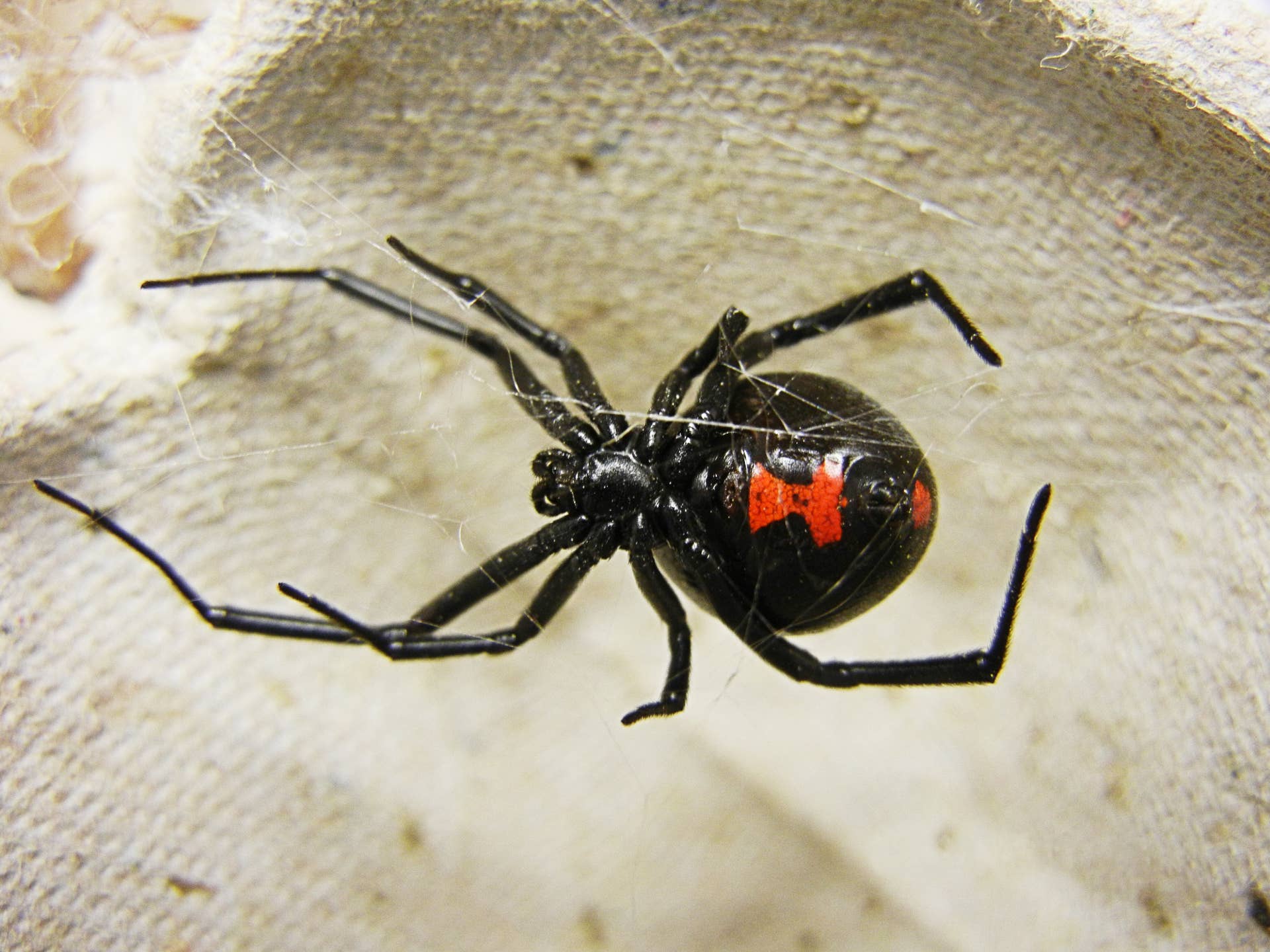Amazing Spiders: Strange and Interesting Arachnid Facts - Owlcation