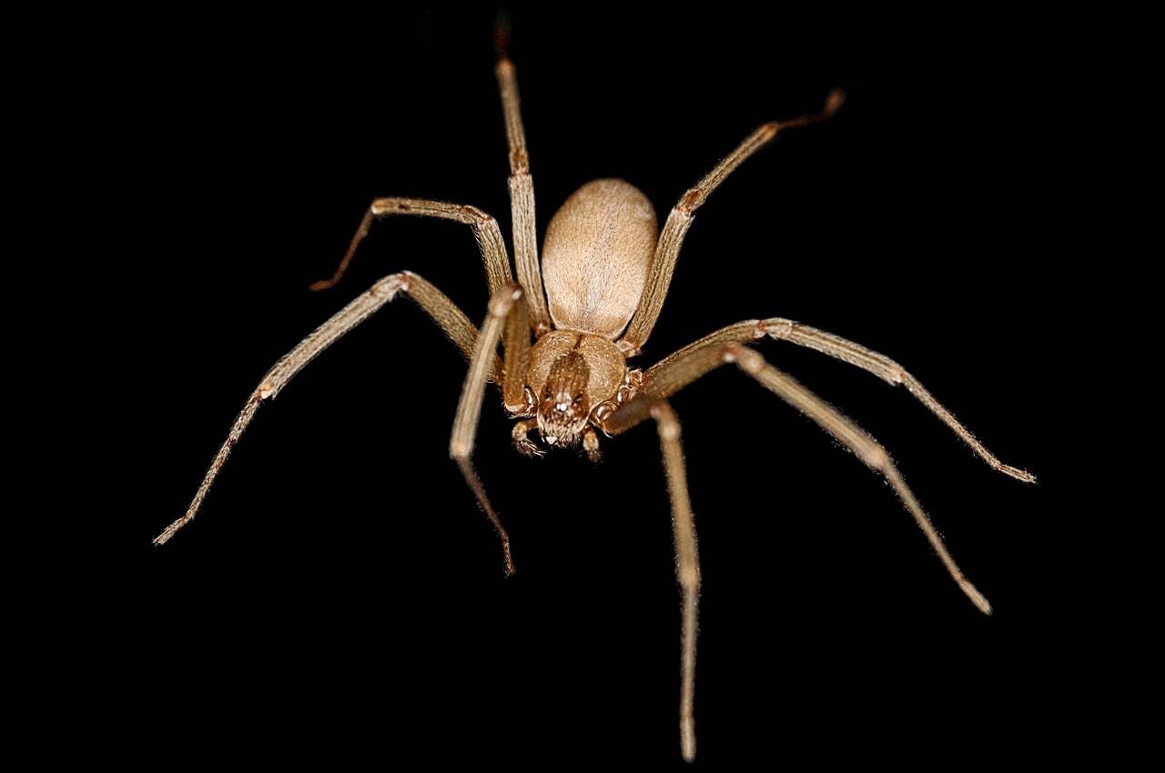 Amazing Spiders: Strange and Interesting Arachnid Facts - Owlcation