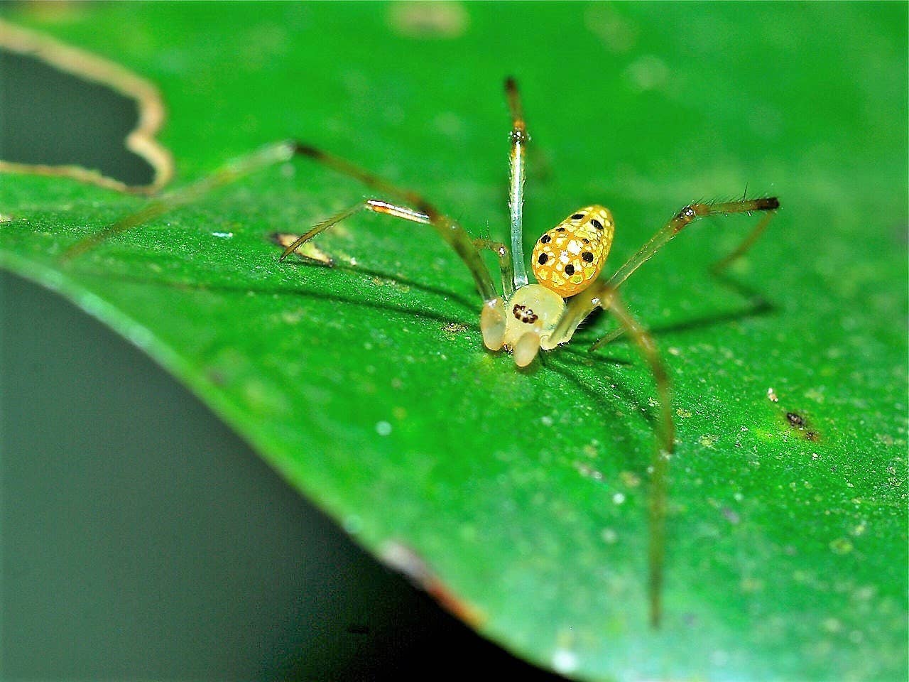 Amazing Spiders: Strange and Interesting Arachnid Facts - Owlcation