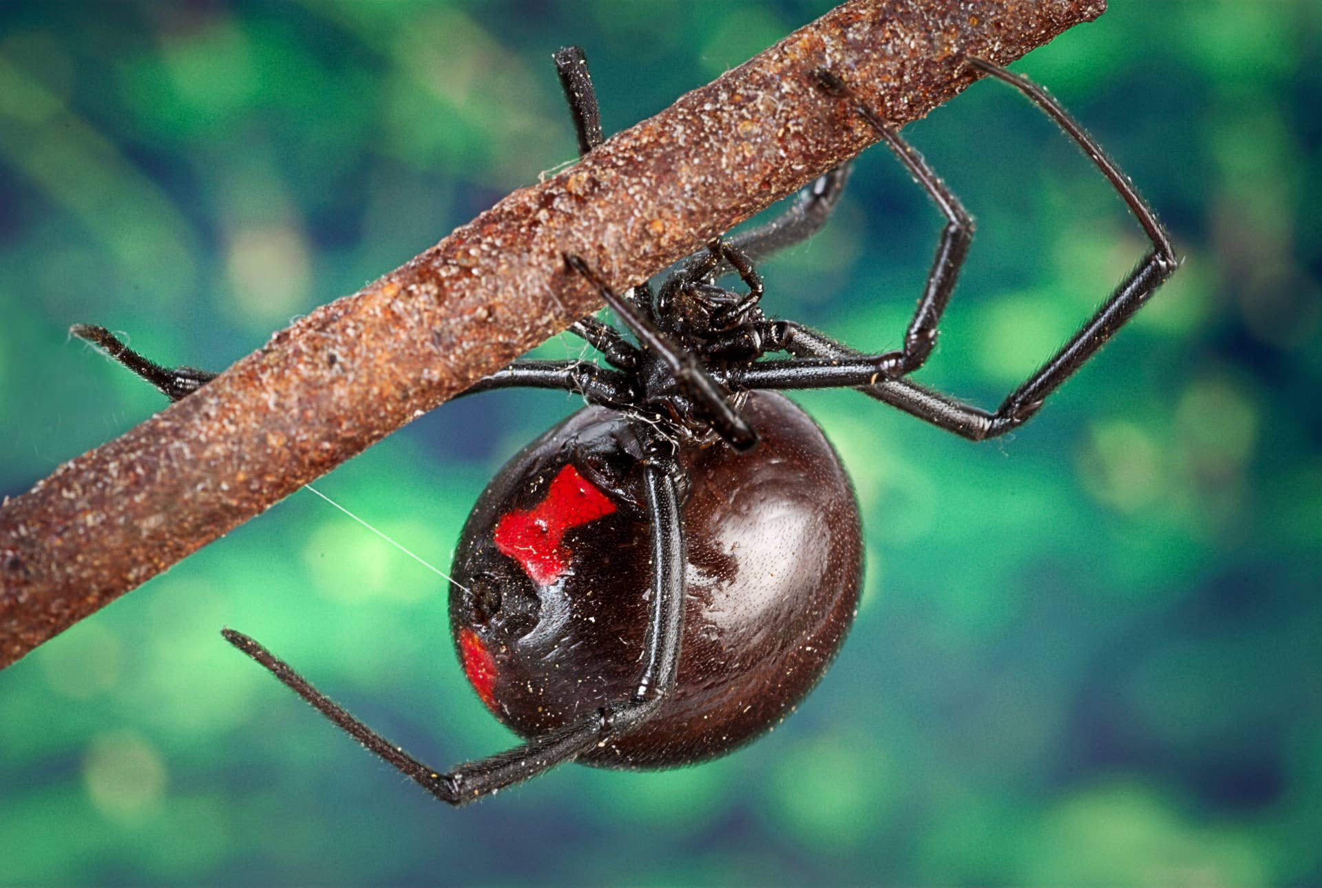 Amazing Spiders: Strange and Interesting Arachnid Facts - Owlcation