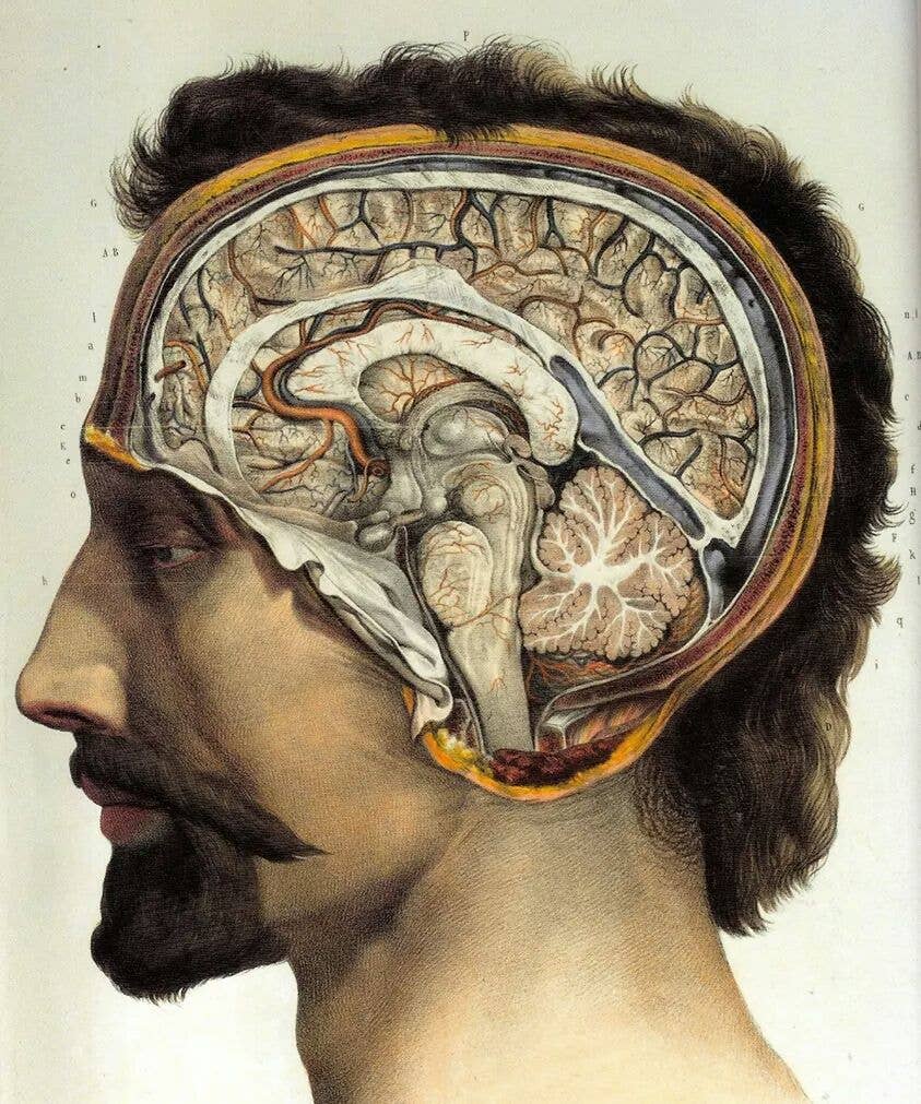 Prions in the Body and Creutzfeldt-Jakob Disease (CJD) Facts - Owlcation