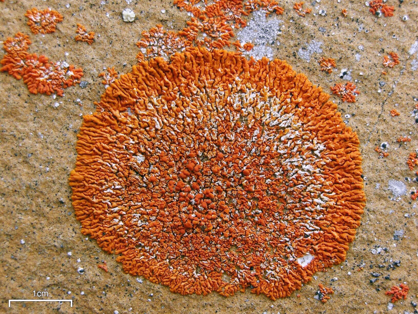 Lichens and People: Uses, Benefits, and Potential Dangers - Owlcation