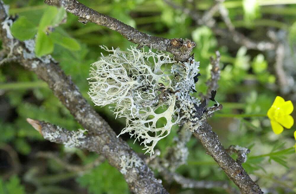 Lichens and People: Uses, Benefits, and Potential Dangers - Owlcation