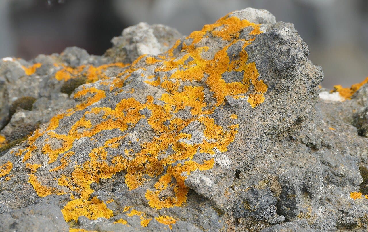 Lichens and People: Uses, Benefits, and Potential Dangers - Owlcation