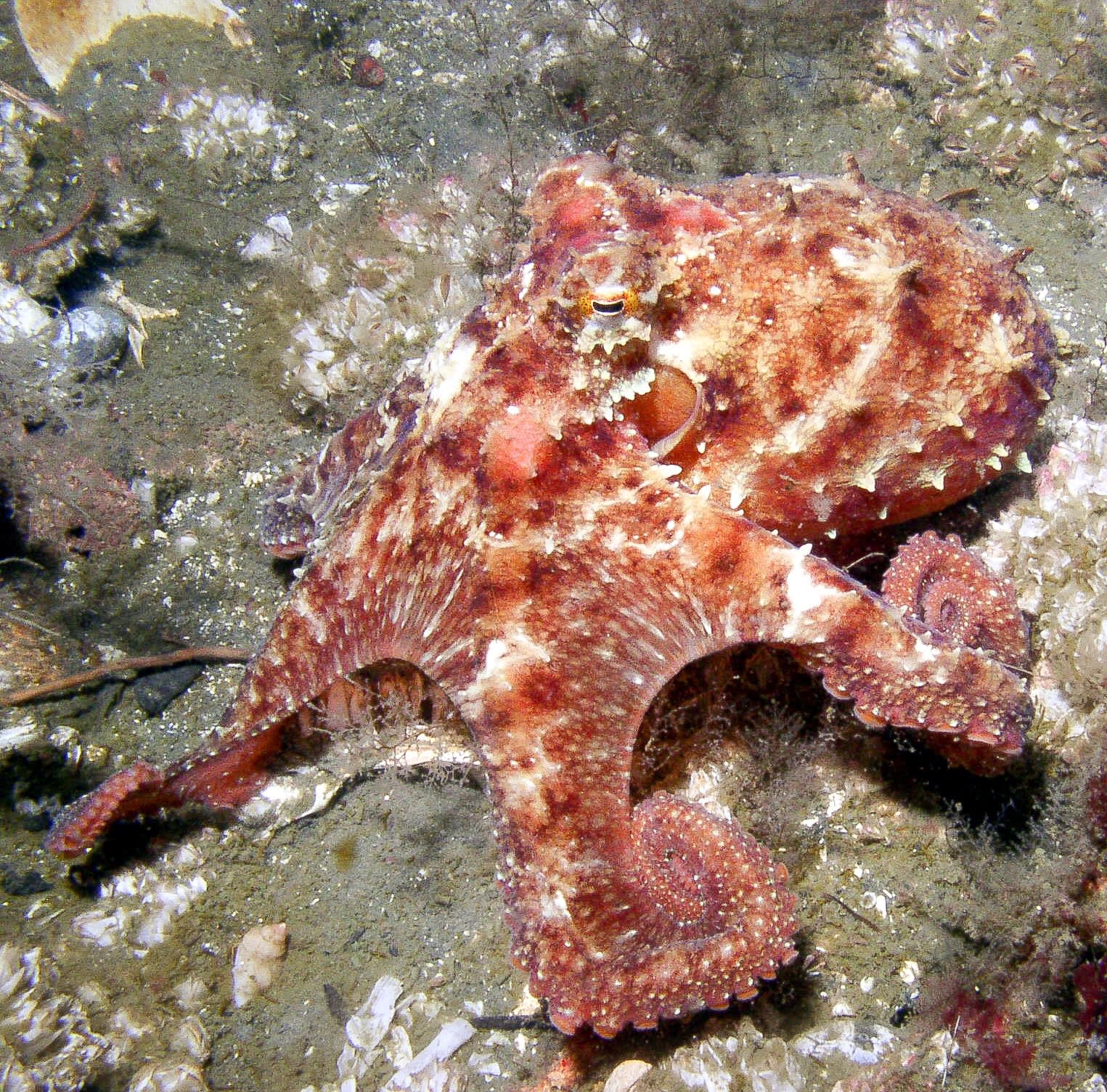 Octopus Facts, the Adorable Dumbo, and Two-Spot Species - Owlcation
