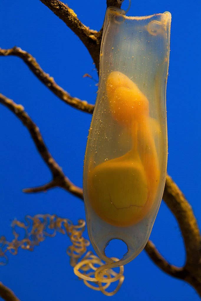 Epaulette Shark: The Shark That Walks on Land - Owlcation
